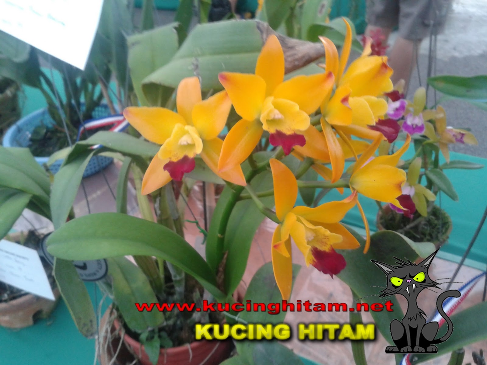 KUCINGHITAM KE PESTA BUNGA PULAU PINANG 2013 (ORKID) / KucingHitam ...