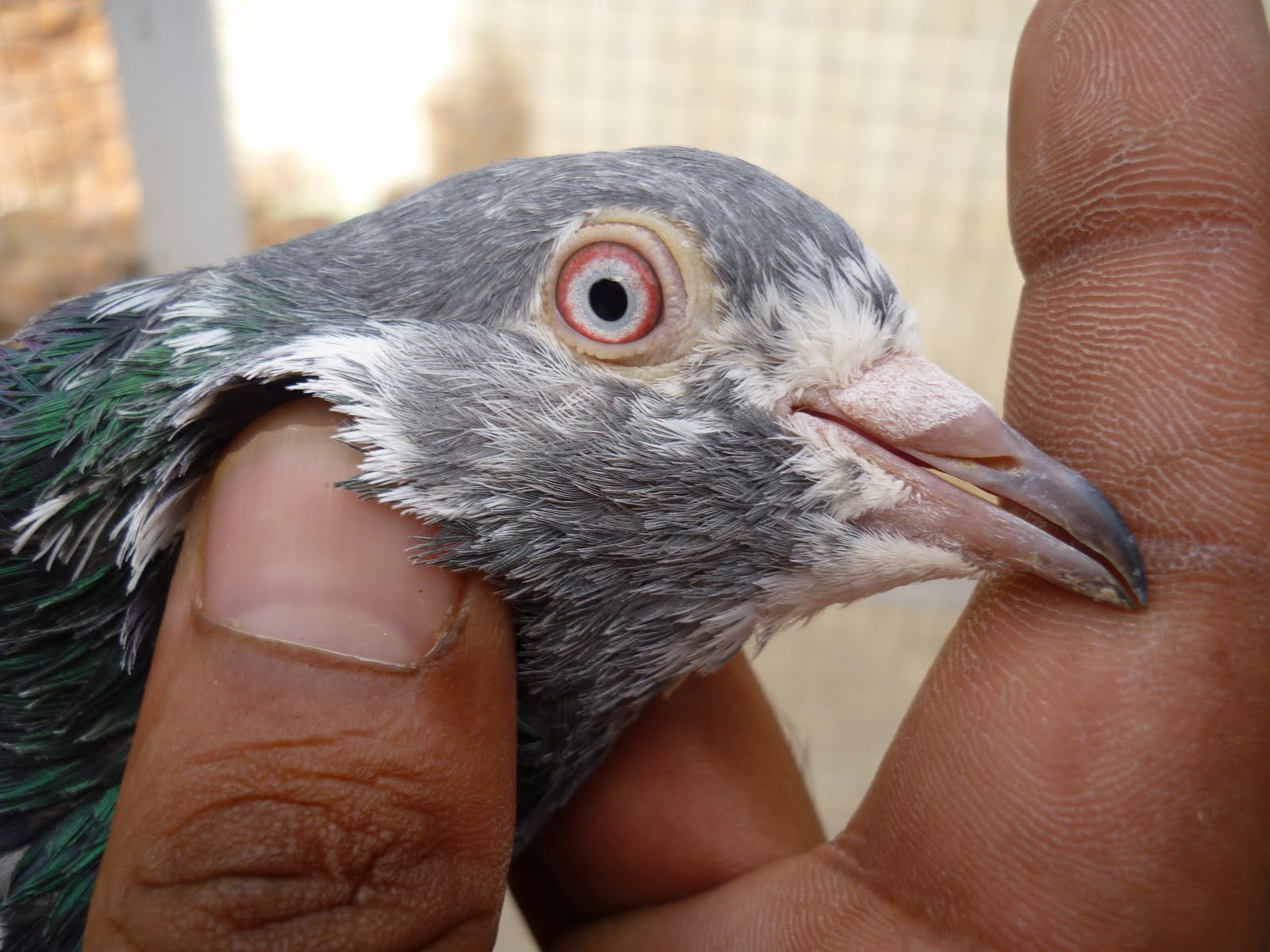 Pigeons | Kabootar Baaz | Pigeons Photos: Malik Shahbaz Mimber Pigeons ...