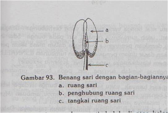 Alat Kelamin Bunga ~ Kenali Alam