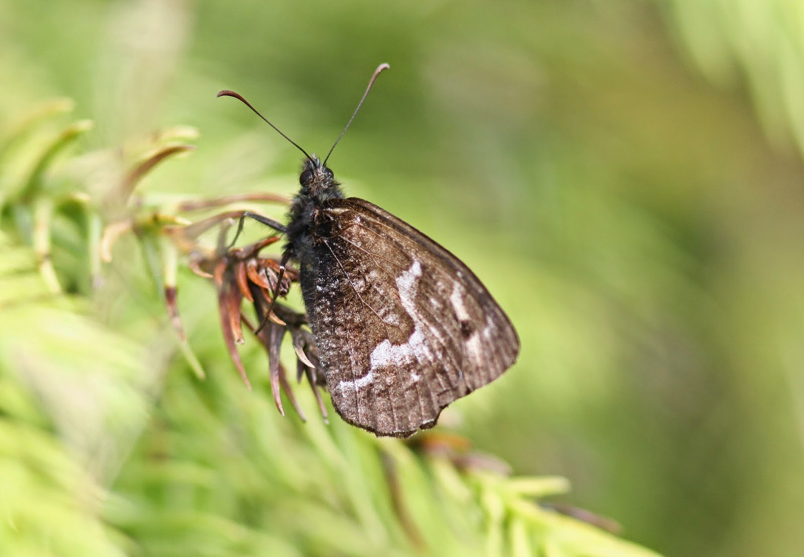 Non-Stop Birding: Azores Natural History Exploration Tour Recce