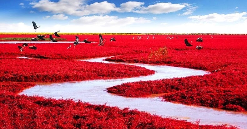 Red Beach, Panjin (China) - The Incredible Way of Nature To Turn Water ...