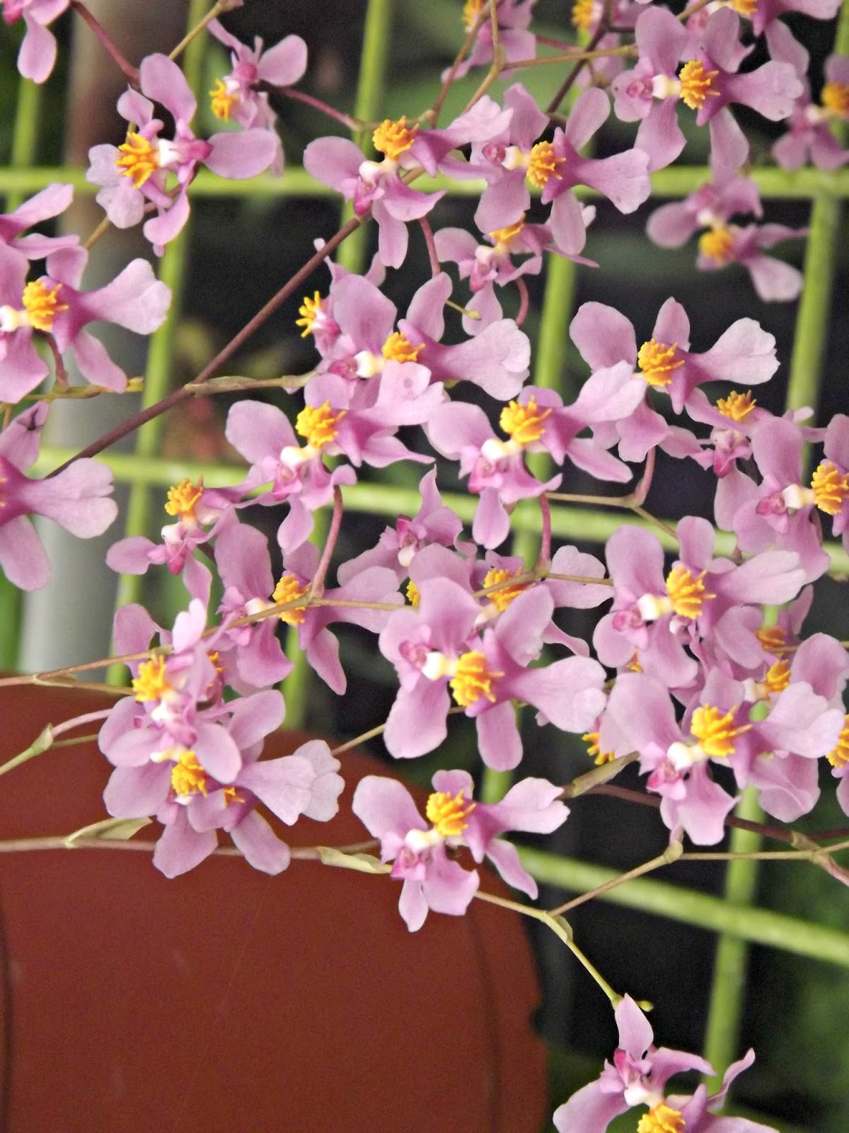 My Orchids Journal: Orchids Oncidium Twinkle varieties - “CT Flamingo ...