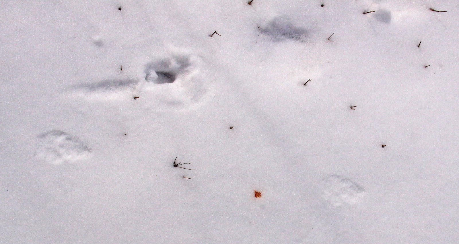 Garnie McEwen Photography: 03/05/13