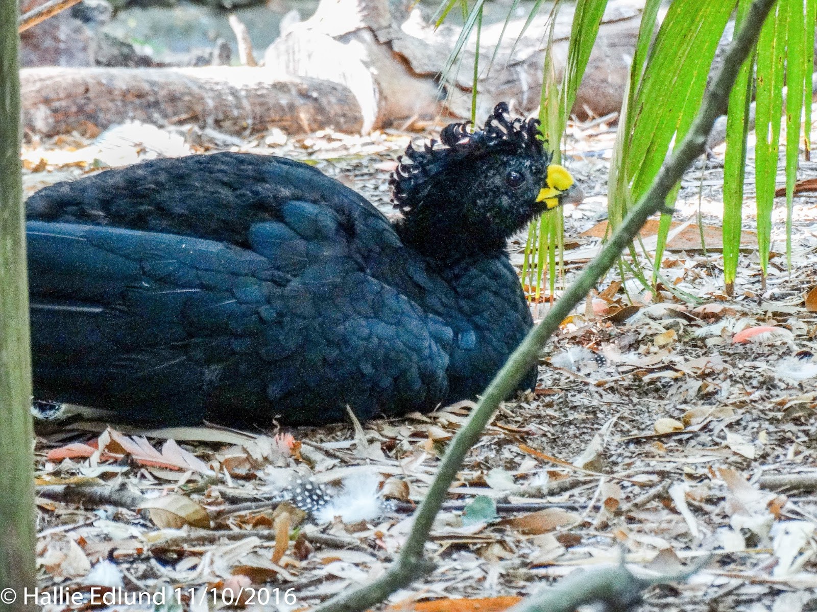 GENNY vs. HALLIE Big Year Challenge