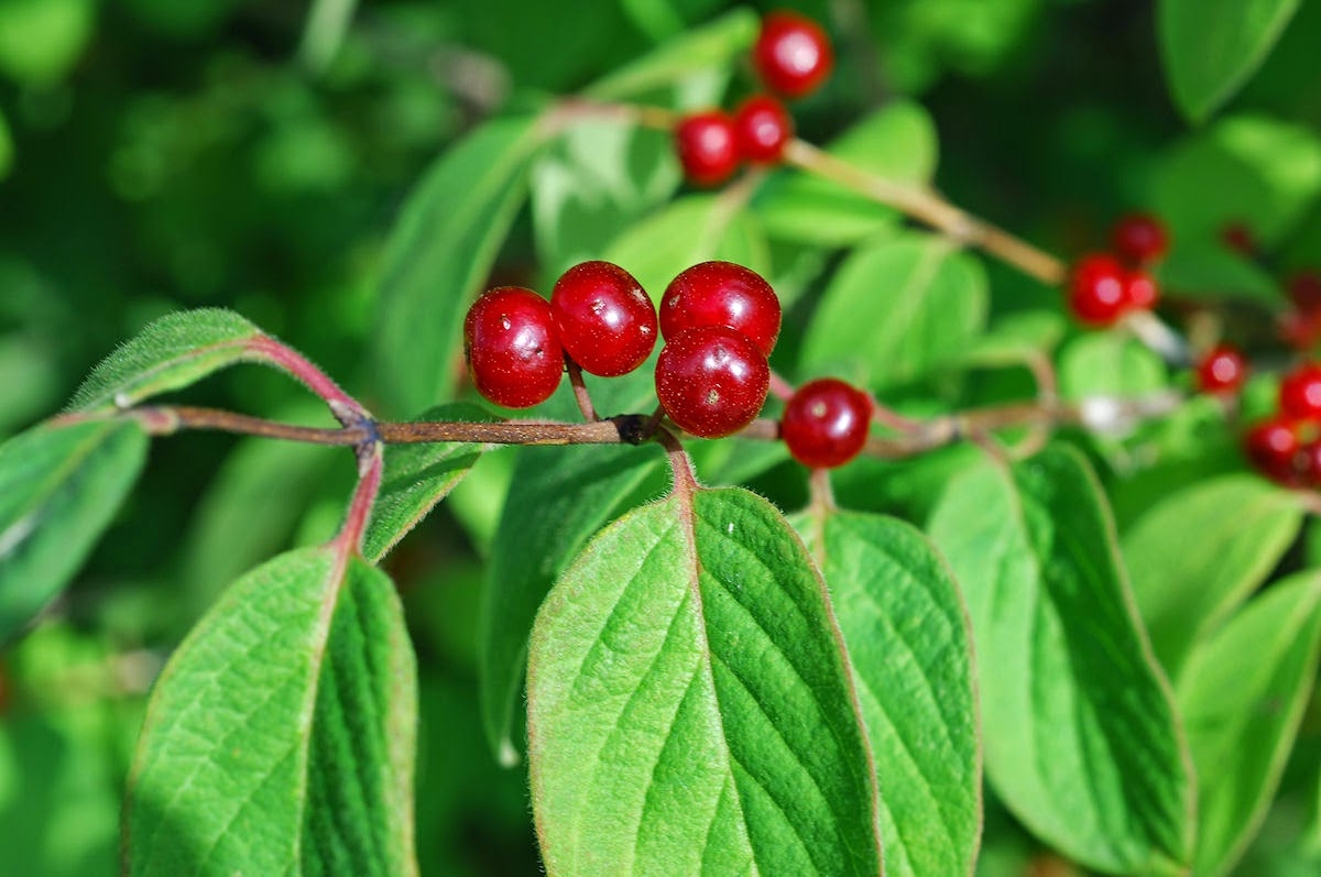 Bayas rojas wallpapers