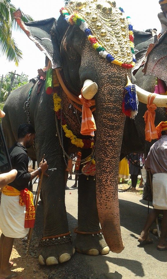 Upcoming Superstars of Kerala Elephants | Famous elephants in future ...