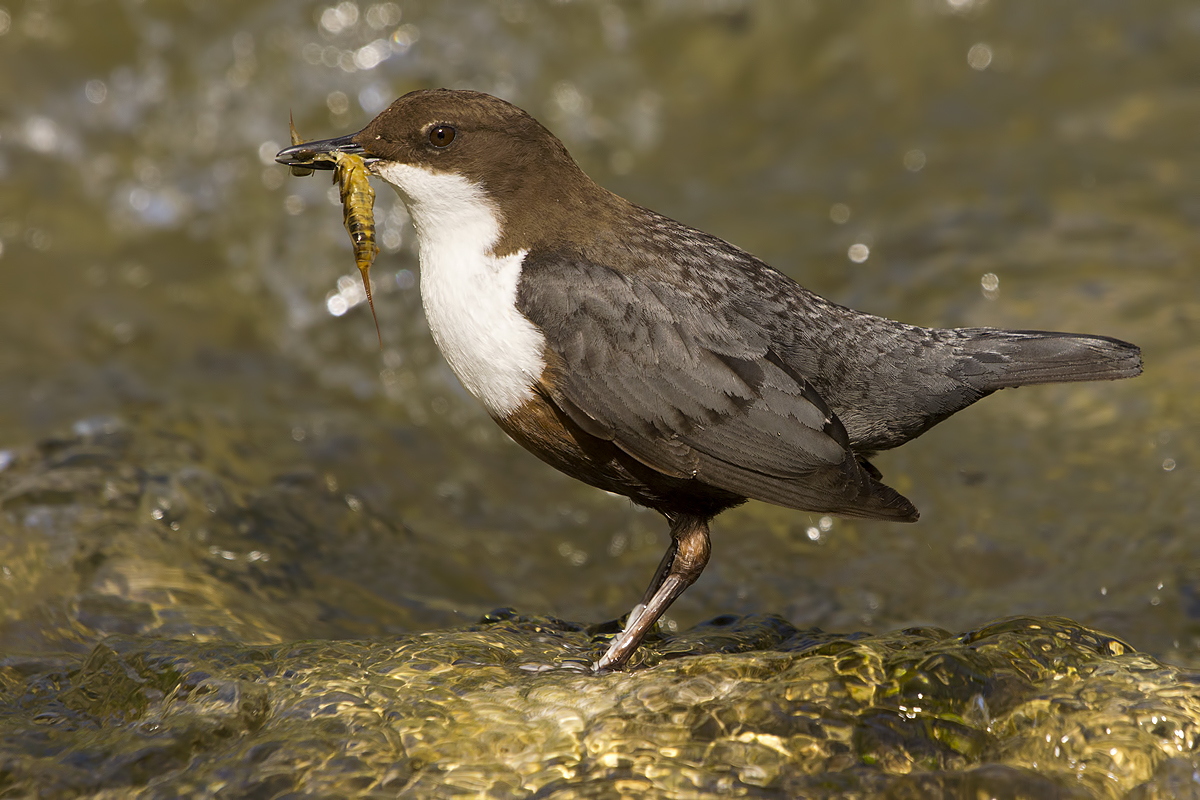 Afotando pol Pedreru: MIRLO ACUATICO (Cinclus cinclus) El Buzo de los ...
