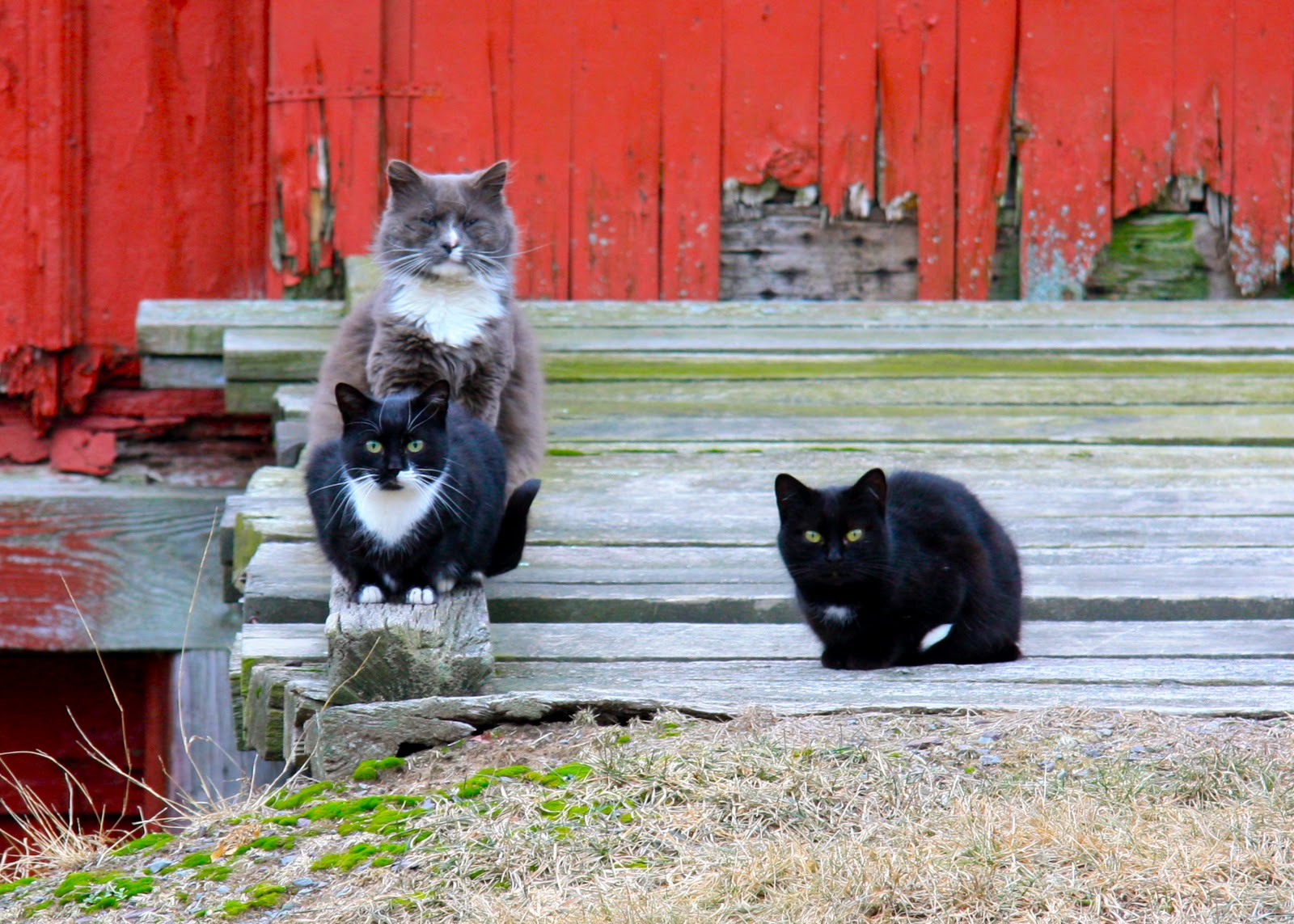 Green Monkey Tales: Magic in the Barn