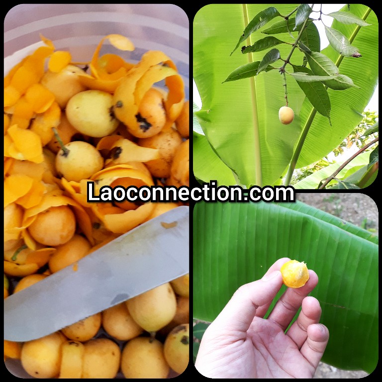 Laoconnection.com: Mini mangoes