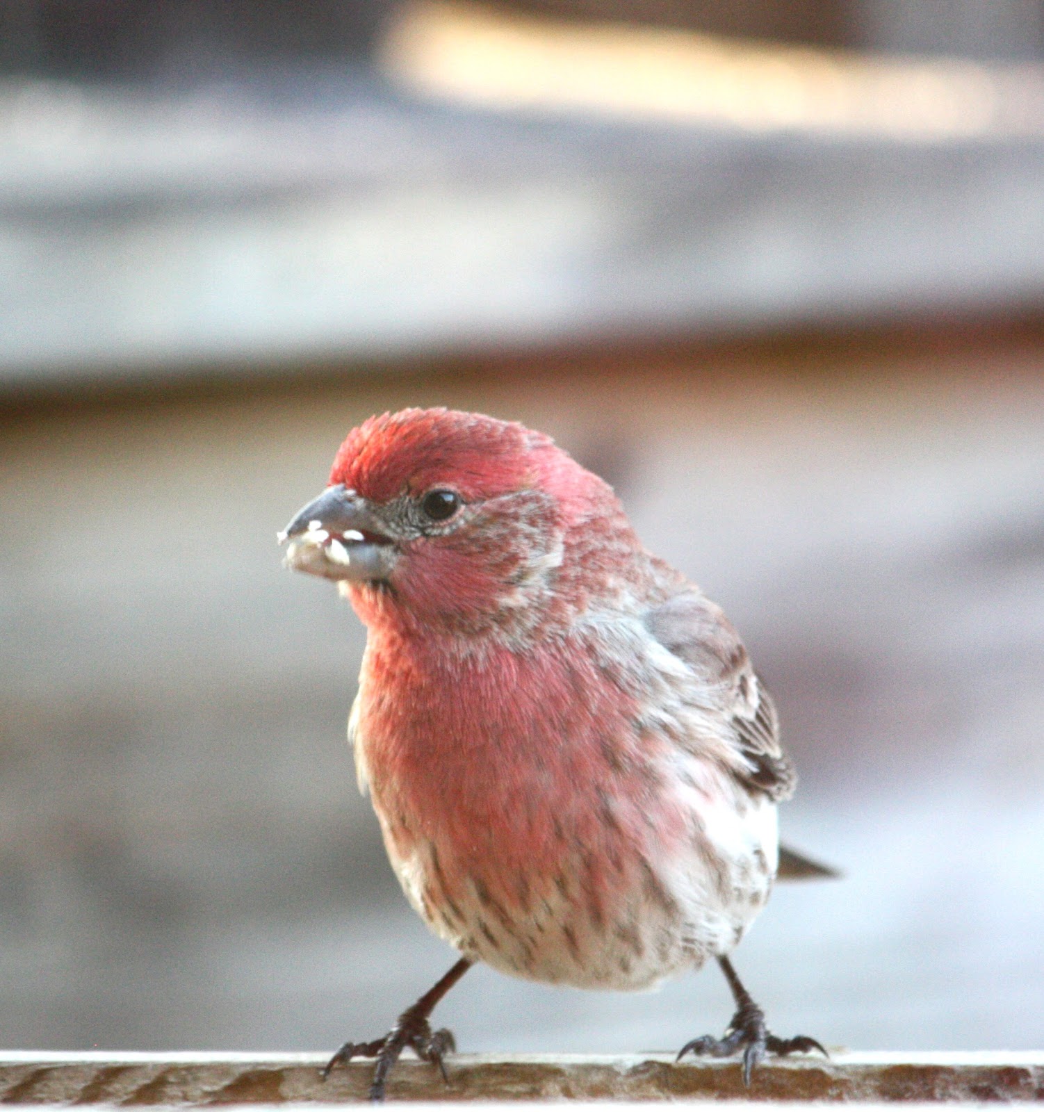 Round The Bend: Wild Birds: House Finch