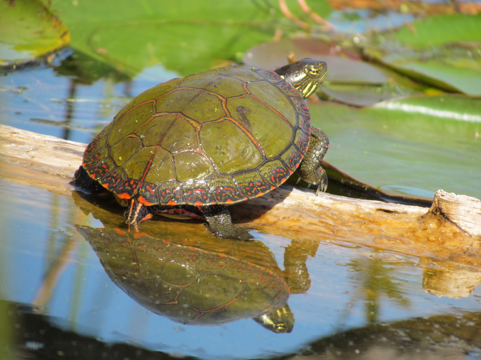 The Oakland Press Blogs: Earth's Almanac: Goodbye Turtles: It's Butt ...