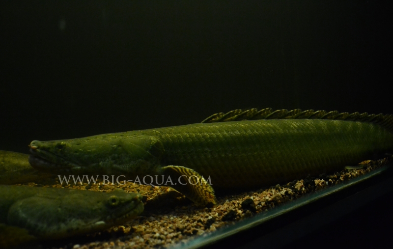 Polypterus Bichir Bichir Pair Giant! ~ Big Aqua