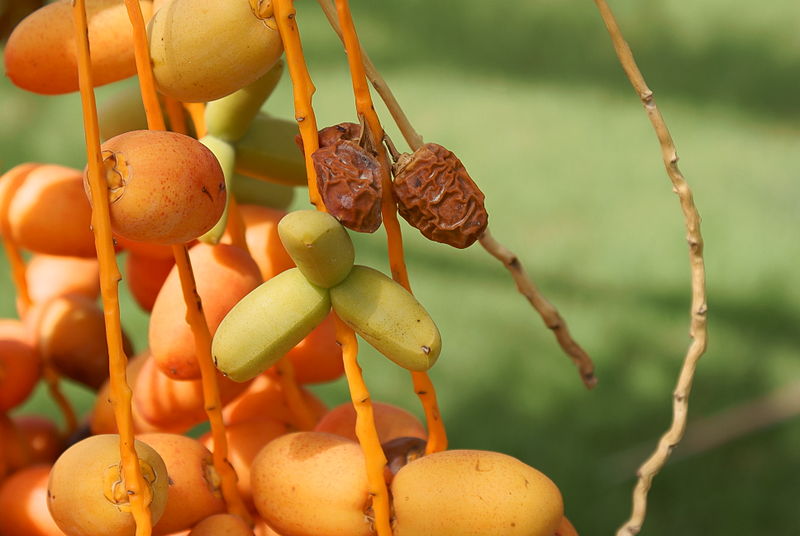 MALINALLI · herbolaria médica: DÁTIL, DATILERO, DATILERA . DATE, DATE ...