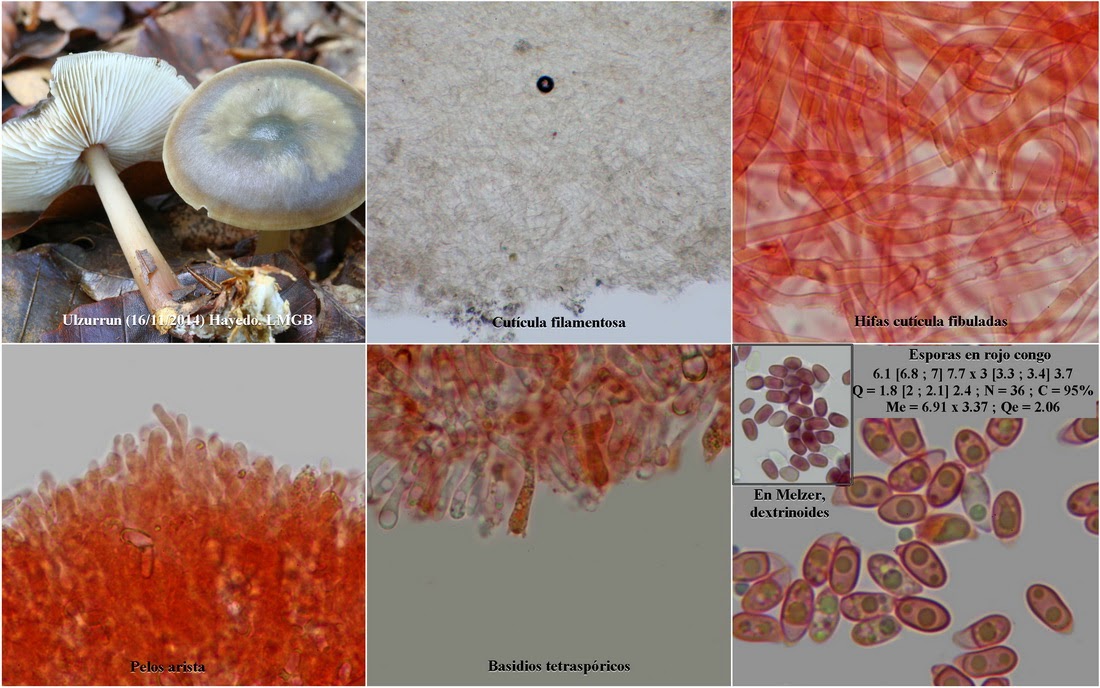 Microscopía de hongos. Vol 4. O - R: Rhodocollybia butyracea forma asema