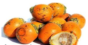 Khasiat dan Manfaat Buah Pinang untuk Kejantanan dan Keperkasaan pria ...