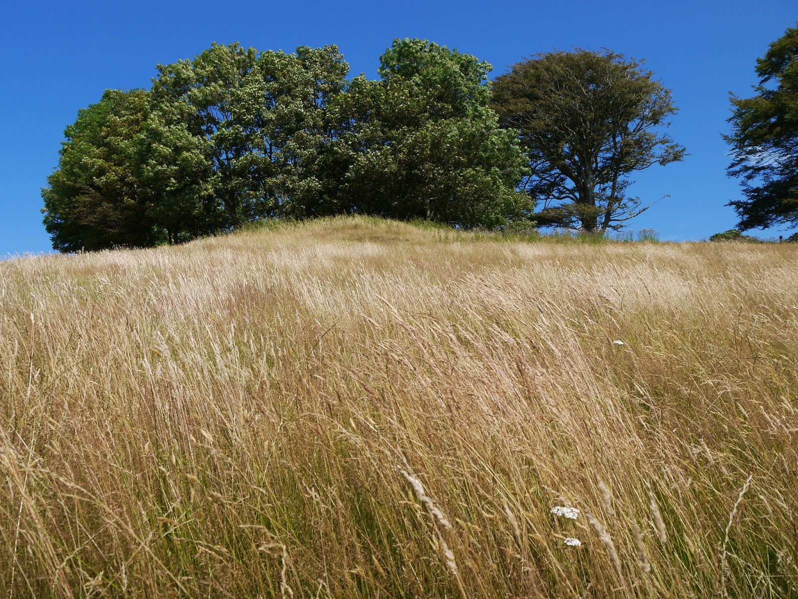 USEFUL or BEAUTIFUL: Lazing in the long grass