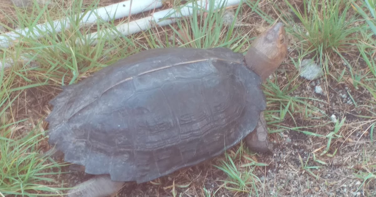 Gambar Haiwan Labi-labi