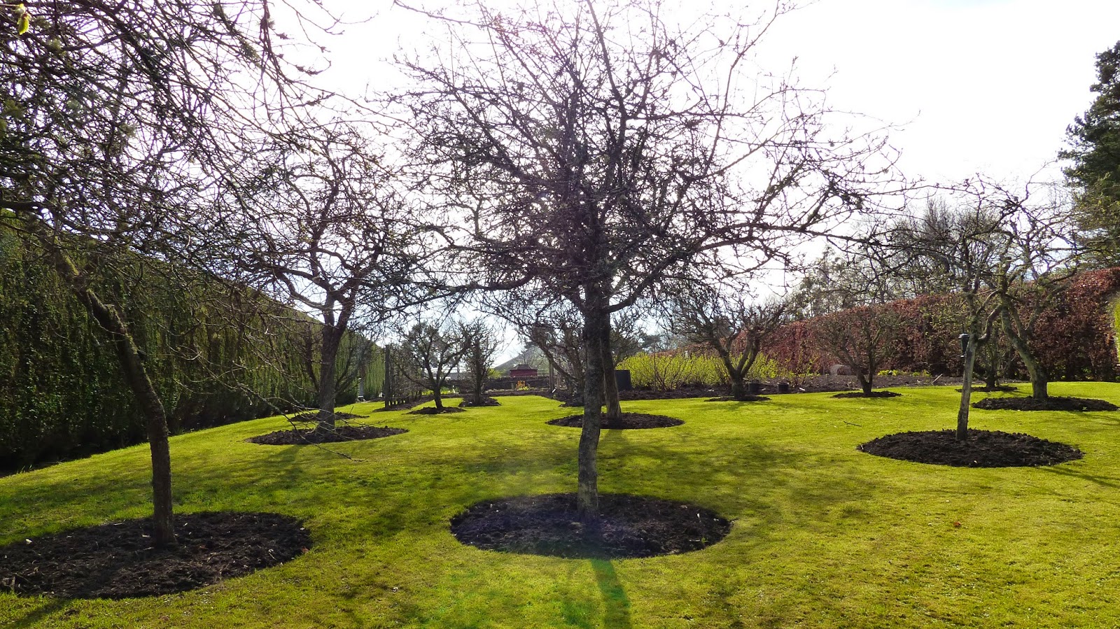 Orchard Diary: St Andrews Botanic Garden