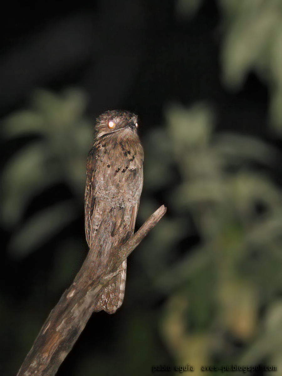 mis fotos de aves: Nyctibius griseus Urutaú Common Potoo