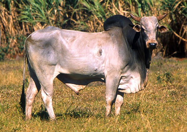 Introduction to Cattle Production Technologies