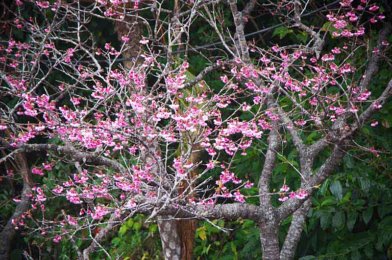 Ryukyu Life: 10 Photos - An Unforgettable Sakura Hunt