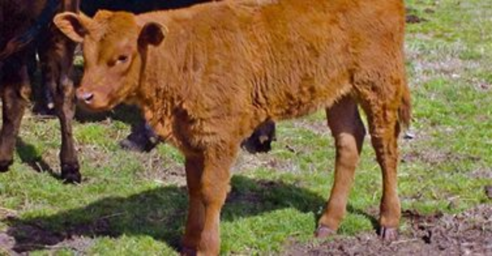 DTTO News: Prophecy in the News | A Red Heifer in Arkansas
