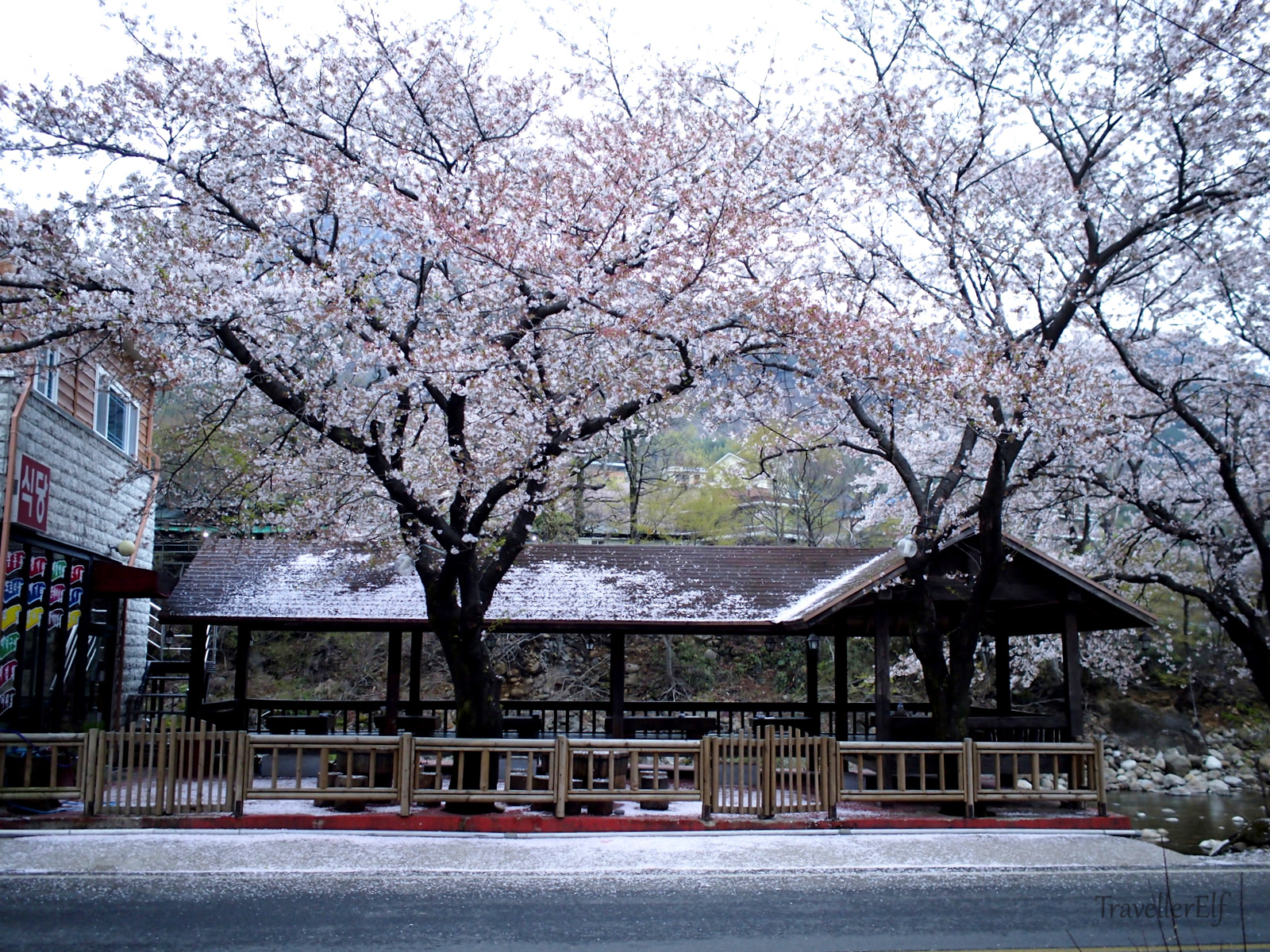 The Search for Cherry Blossoms in Korea - Hadong (하동/河東) & Jinhae (진해 ...