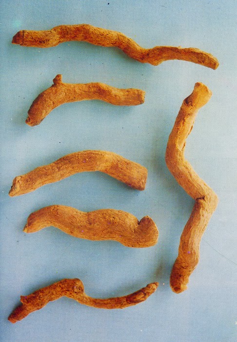 PHARM-D : pharmacognosy identification