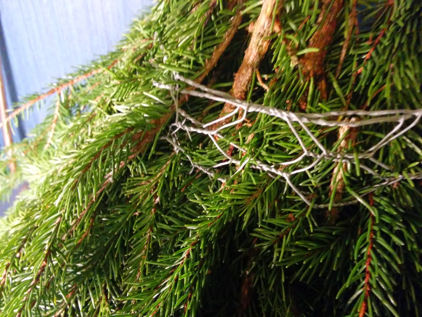 Ida Lillqvist: Gran tomte