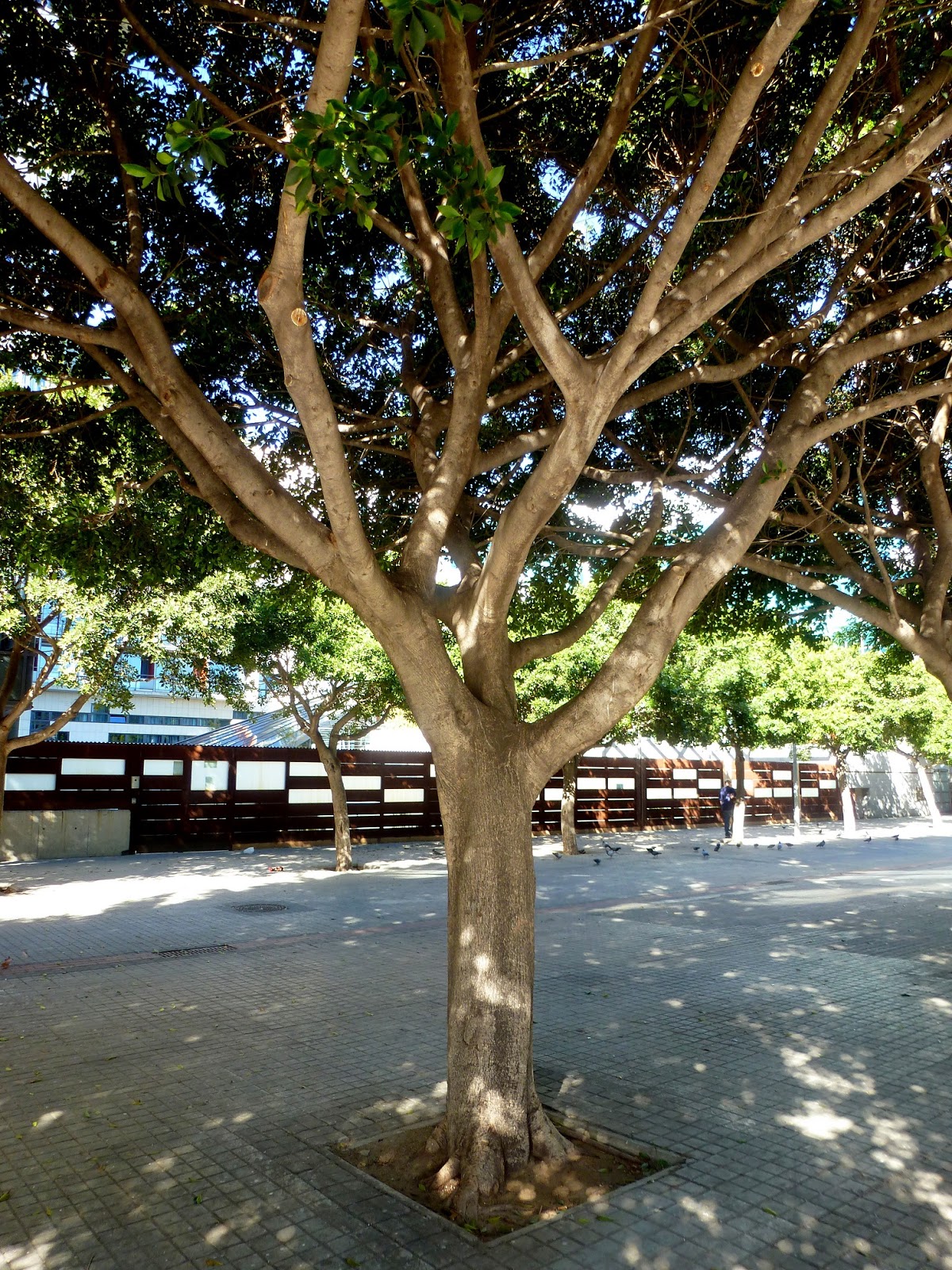 Árboles con alma: Laurel de Indias. (Ficus microcarpa)