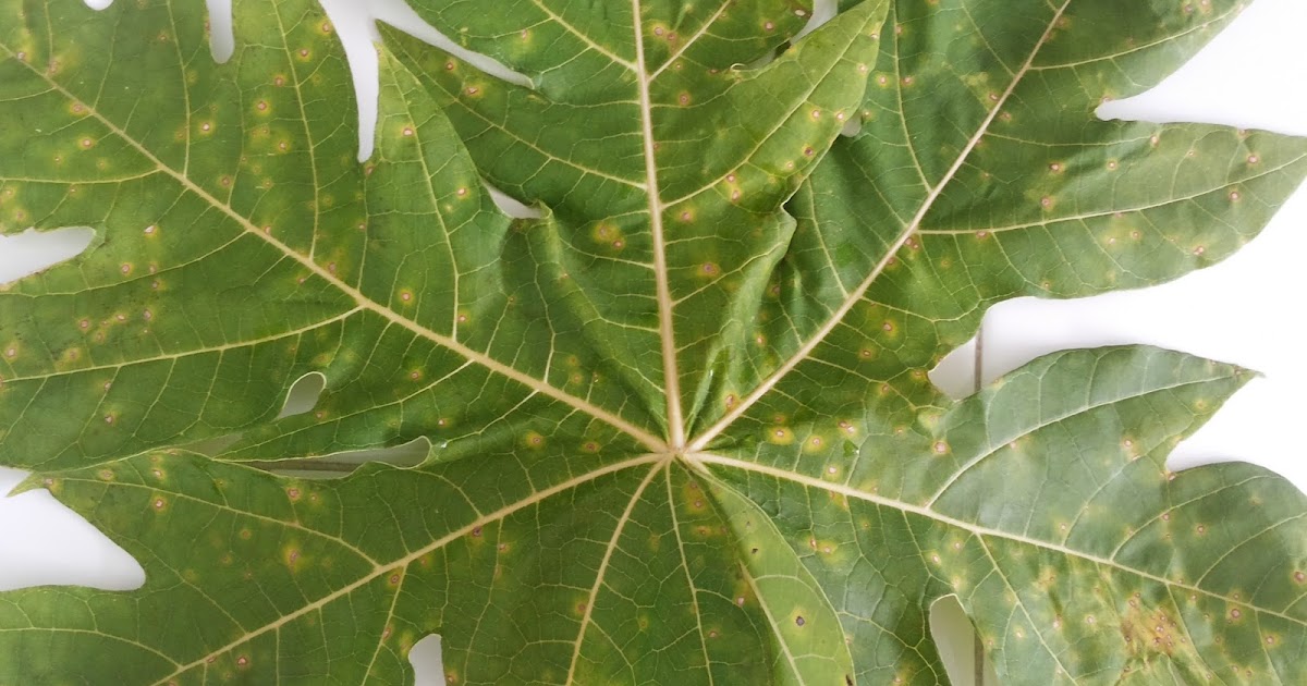 Árvores e Fungos: [Fungo] Asperisporium caricae - Variola do Mamoeiro