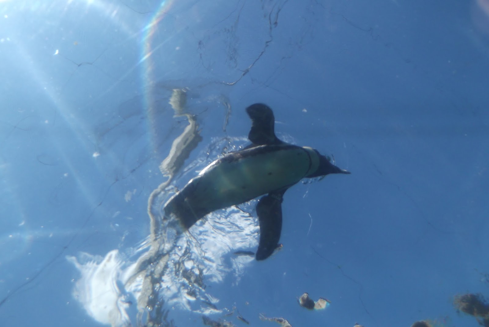 Robben Island Penguin Tracks