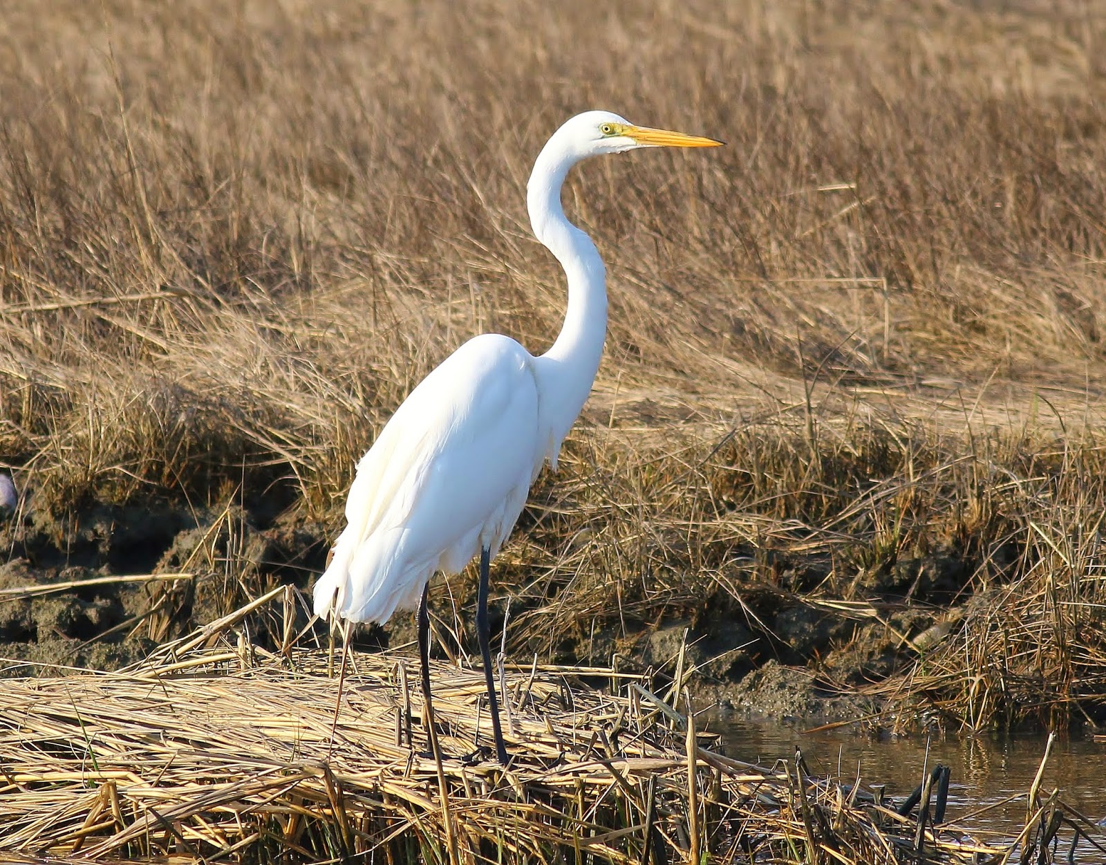 Big White House Bird at Clinton Spears blog