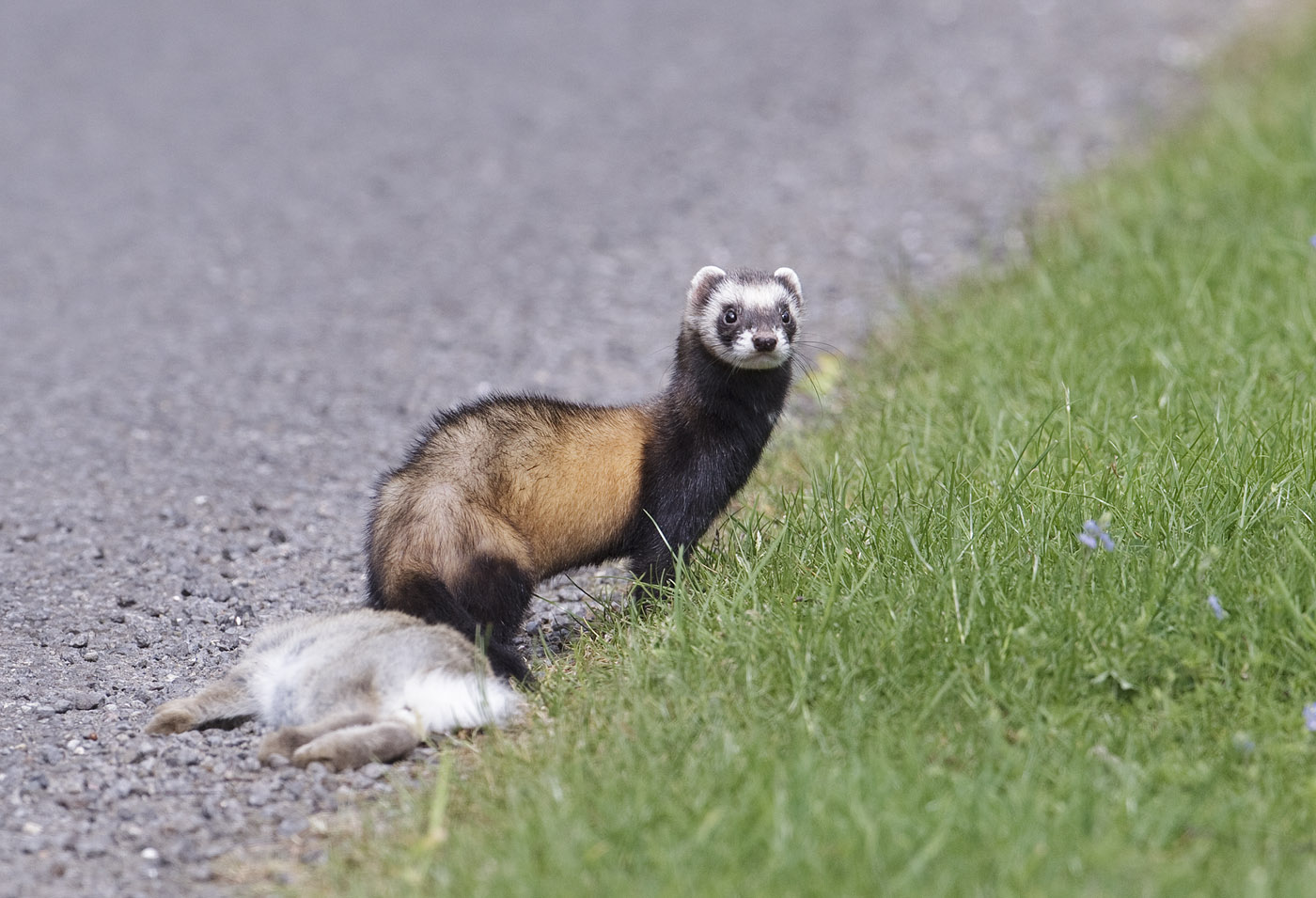 pewit: Polecat -- the real deal?