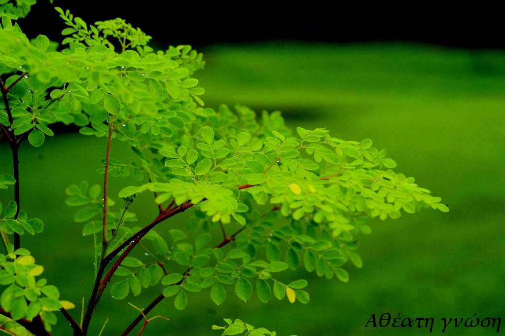 MORINGA: ΤΟ ΑΠΟΛΥΤΟ ΦΥΤΟ ΕΠΙΒΙΩΣΗΣ! ΑΝΑΚΑΛΥΨΤΕ ΤΑ ΠΟΛΛΑΠΛΑ ΤΟΥ ΟΦΕΛΗ ...