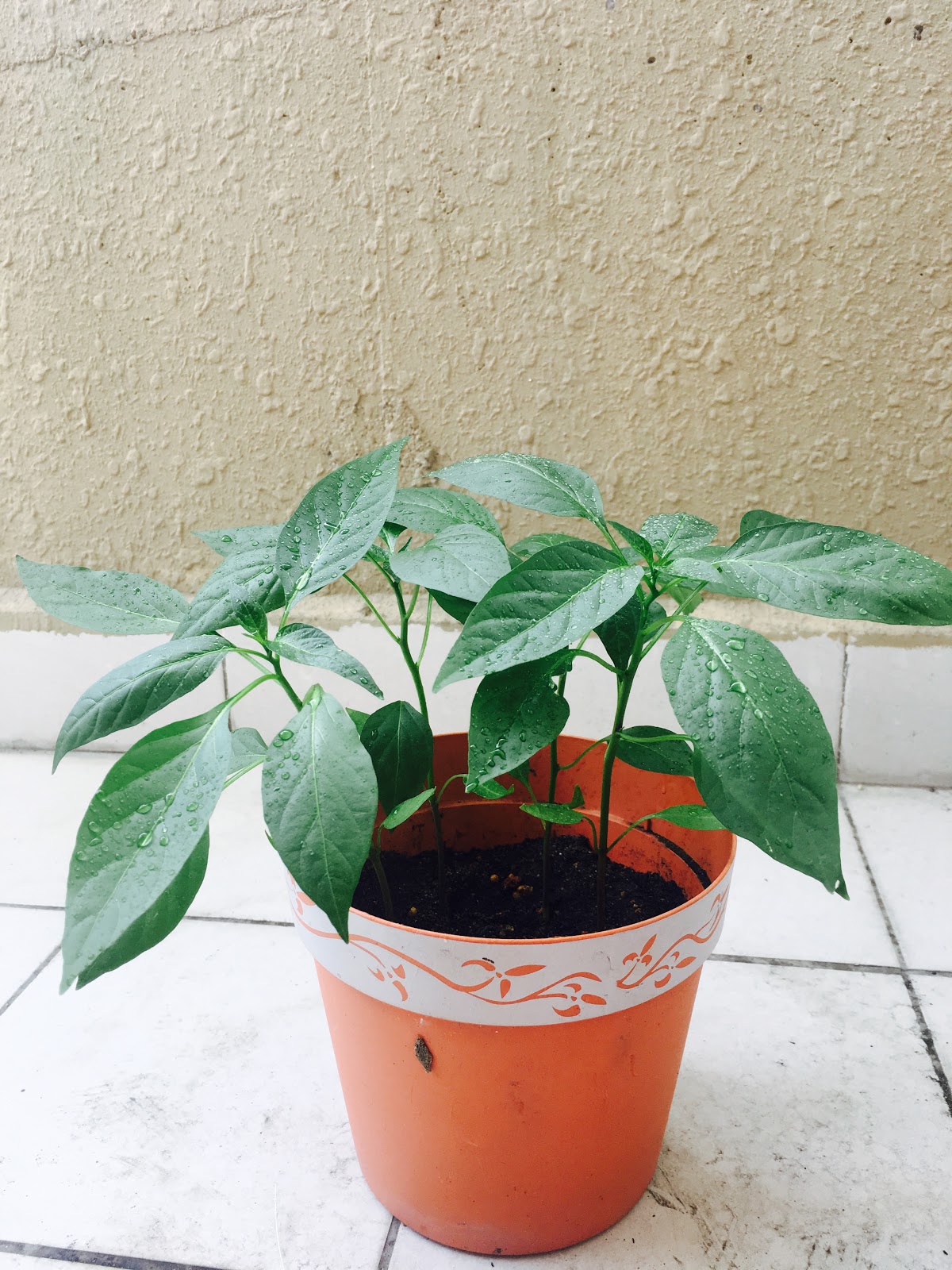 Tips dan Cara Tanam Anak Pokok Cili Merah Yang Subur