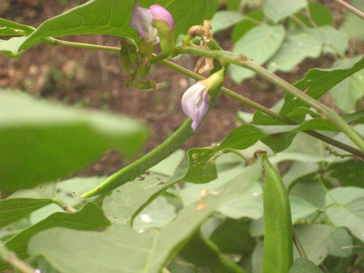Canavalia Ensiformis In Indonesia