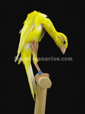LOS CANARIOS DE POSTURA: Canarios Rizados (2)