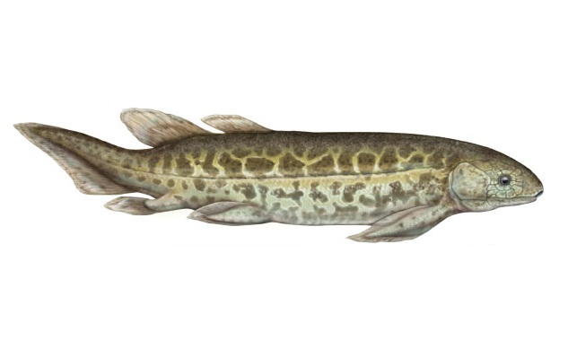 Outras Verdades Inconvenientes: De onde você (REALMENTE) veio?