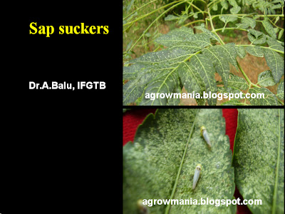 Agroforestry - A blog on Agrihortisilviculture: Insect pests of Melia ...