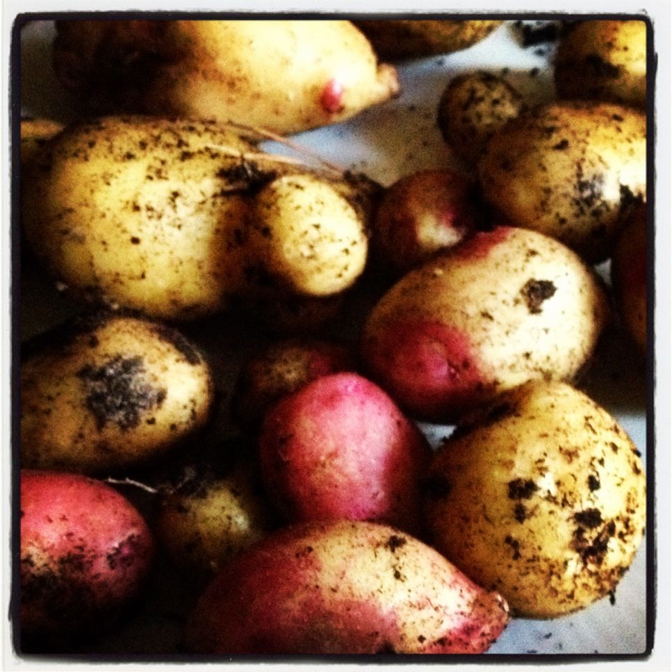 Glada ryttares recept: Potatis i en hink