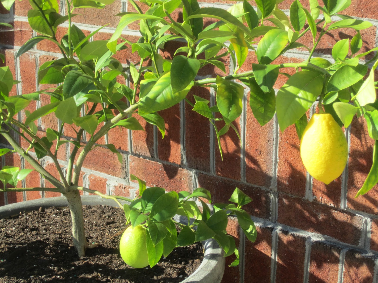 The Bear Cupboard: OUR FIRST MEYER LEMON HARVEST