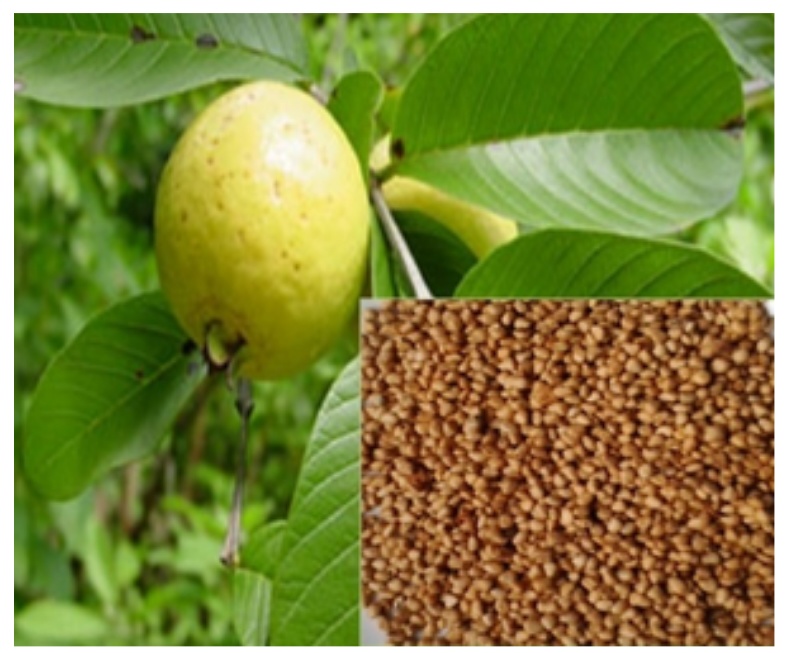 Health Benefits of Guava seeds - HEALTHY AND LIVELY