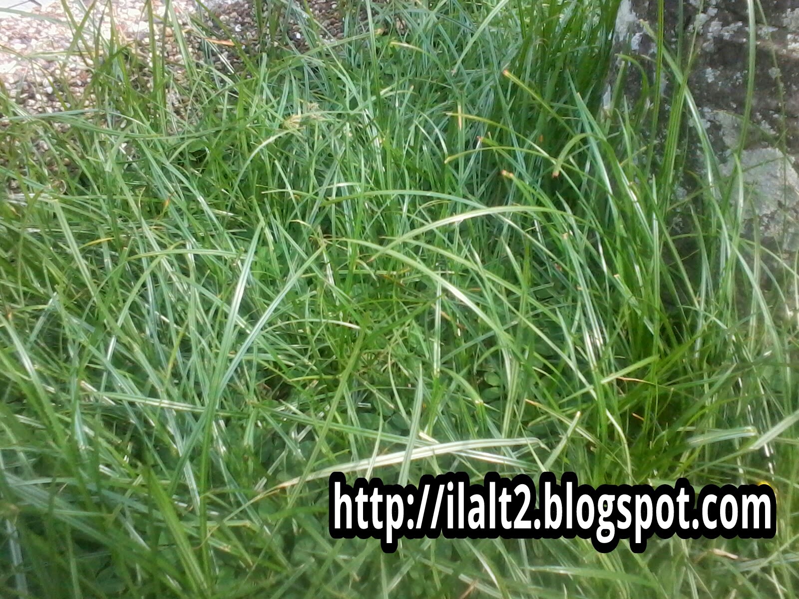 ILAL T 'S Blog: Rumput Teki
