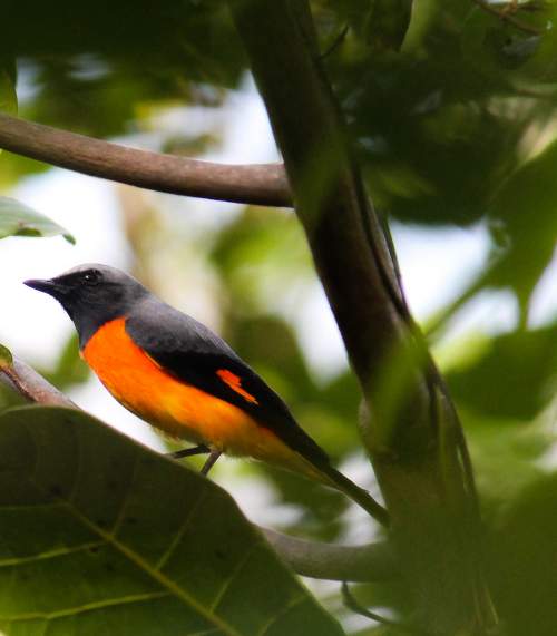 Small minivet photos | Birds of India | Bird World