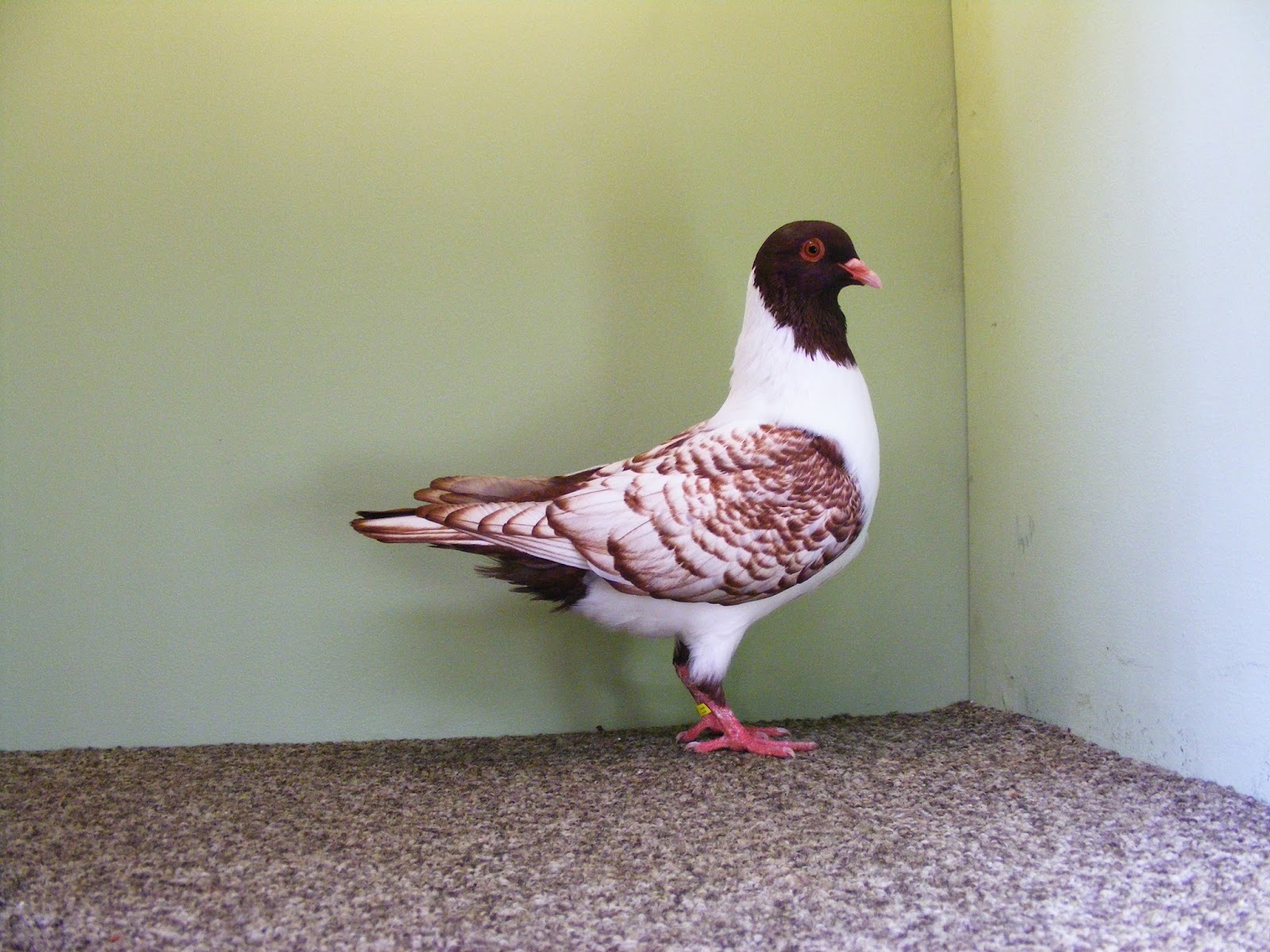 Moravian Strasser ( Moravsky Pstros ) - Pigeons fall