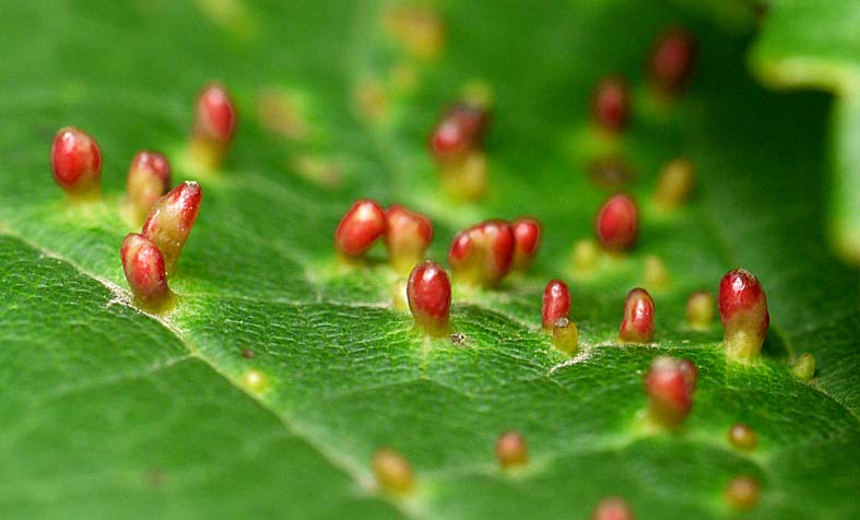 CABINET OF CURIOSITIES: Plant galls