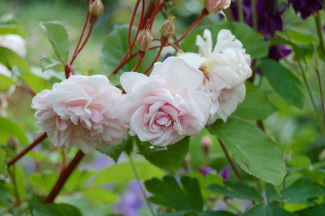 'Old Blush', a rose with a history.