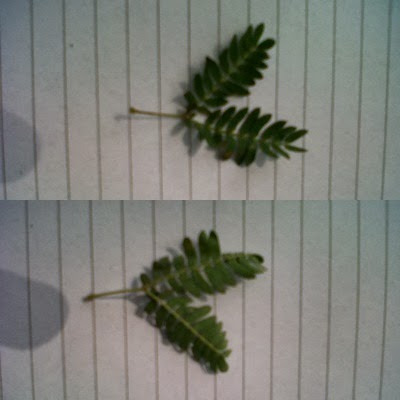 Sahabat Alam: Daun Lengkap dan Daun Tidak Lengkap