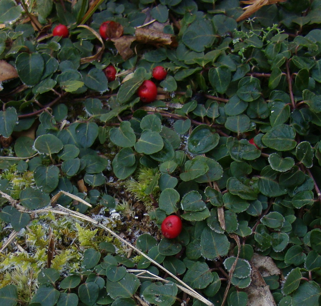 Weedpicker's Journal:: Winter's Green